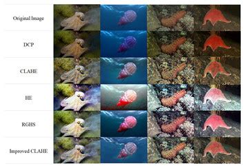 Research On Marine Flexible Biological Target Detection Based On Improved YOLOv Algorithm PeerJ