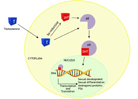 Testosterone And Dht Bind To The Ar And Form The Transcriptional