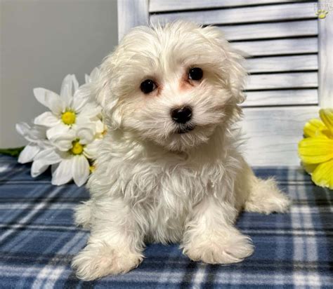 Maltese Puppies