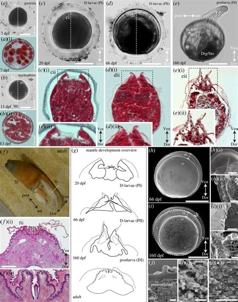 Shell And Mantle Development In Laternula Elliptica Characterized Using Download Scientific