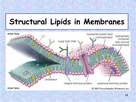 Basic Biochemistry Cls 233 1st Semester Ch10 Lipids Ppt Download