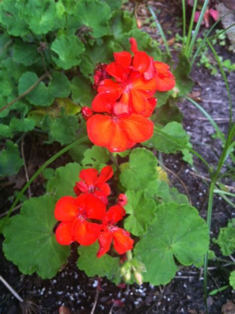 Geranium Cold Tolerance At Jett Lindsay Blog