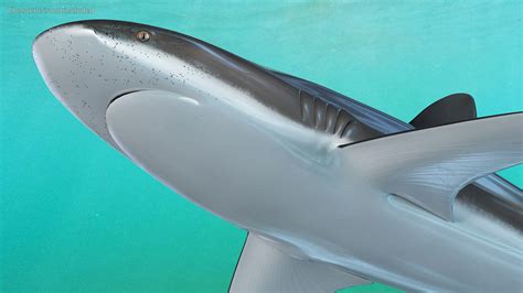3d Realistic Dusky Shark Rigged Turbosquid 2264736