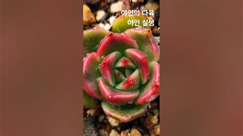 야인 2022년 파종이 꿀잠 하셔유 ~ 파종이 실생 다육 다유기 다육이 다육식물 반려식물 다육판매 다육이판매 다육이키우기 다육인스타그램 매혹이 청주