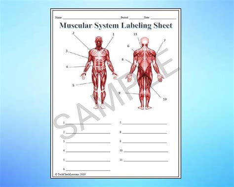 Muscle Labeling Worksheet