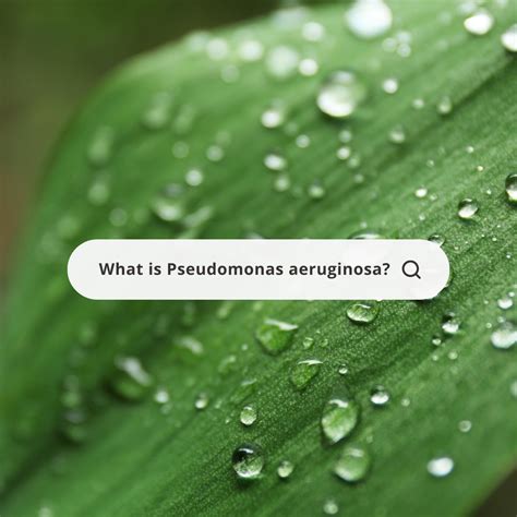 Ntm Info And Research Pseudomonas Aeruginosa Also Known As “pseudomonas” Is A Bacterium That