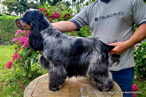 Chien The Queen Melo De La Mahonnière Elevage De La Mahonnière