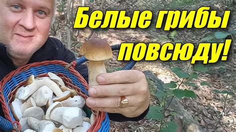 СХОДИЛ В ЛЕС БЕЛЫЕ ГРИБЫ ПОВСЮДУ ПО ГРИБЫ В ПЕРМСКОМ КРАЕ 2023 Youtube