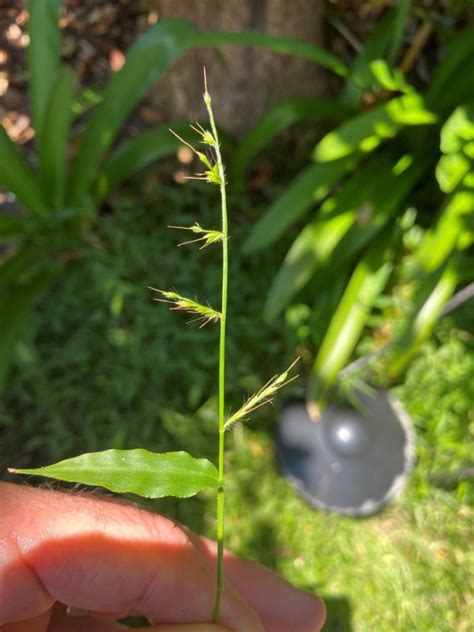 Oplismenus Aemulus Australian Plants Society
