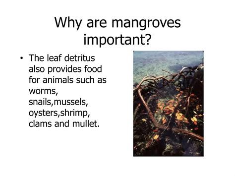 Biodiversity And Ecosystem Types Class Notes 4ppt