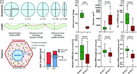 Quantitative And Morphological Differences Between Ecfc Control Groups
