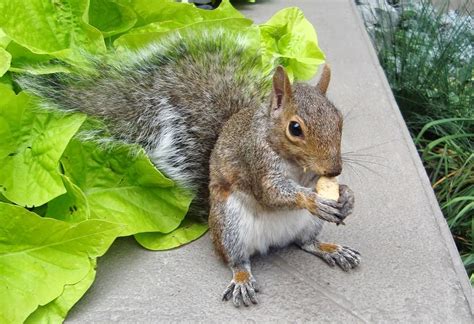 Do Squirrels Like Peanut Butter