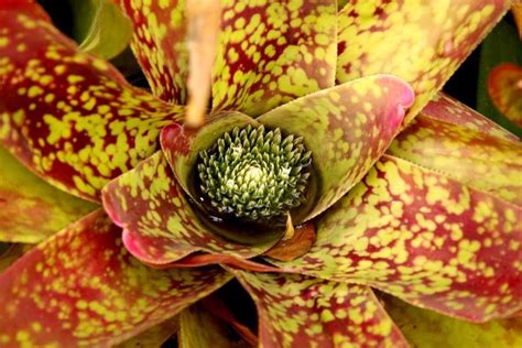 How To Grow Vriesea Pardalina Earthone