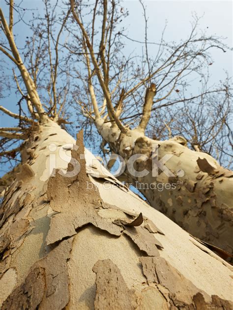 Tree With Bark That Peels Off Stock Photo Royalty Free Images FreeImages