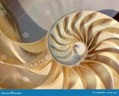 Nautilus Shell Fibonacci Golden Ratio Sequence Natural Background Half