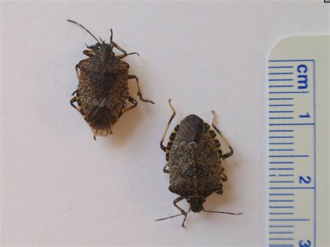 Battle Is On With The Brown Marmorated Stink Bug Invading My Dallas