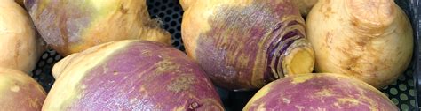 Rutabaga Choose Iowa