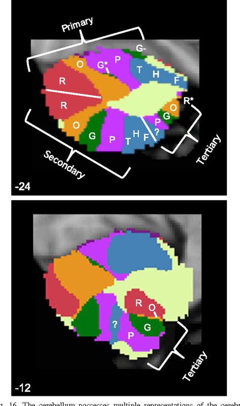 Figure From The Organization Of The Human Cerebellum Estimated By Intrinsic Functional