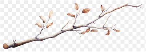 PNG Twig Plant Twig Tree Premium PNG Rawpixel