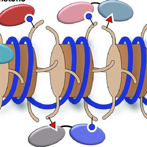 reading and interpreting dna modifications download scientific diagram