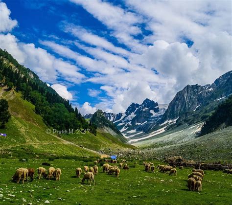Sonamarg 印度 Thajiwas Glacier Sonamarg 旅遊景點評論 Tripadvisor