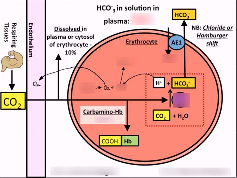 Diagram Of Co2 In Cell Quizlet
