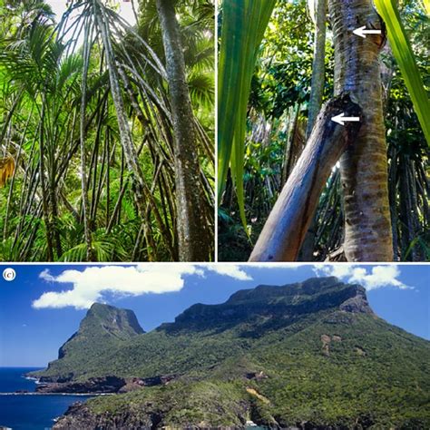 A Pandanus Forsteri Pandanaceae Is A Giant Endemic Screwpine That