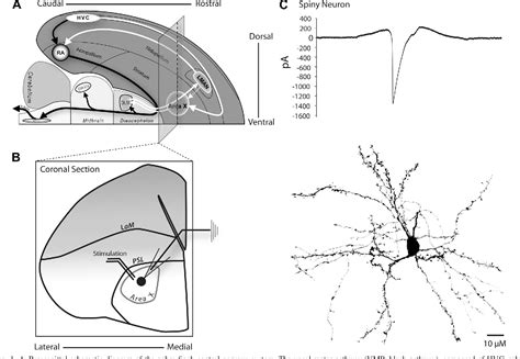 Figure 1 From Endocannabinoids Mediate Synaptic Plasticity At Glutamatergic Synapses On Spiny