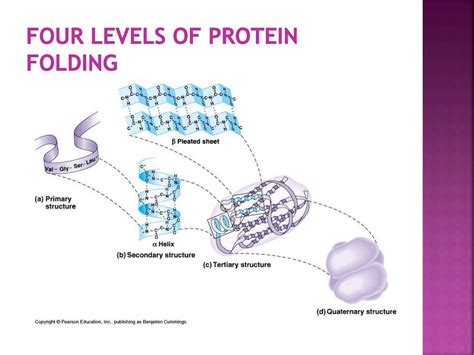 Macromolecules Part 2 Unit 1 Chapter Ppt Download