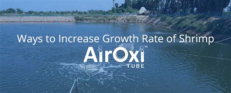 Effect Of Reduced Dissolved Oxygen On Growth Of Shrimps