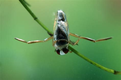 Water Boatman Tiny Insect That Sings With Its Penis Is Loudest Creature On Earth Daily Mail