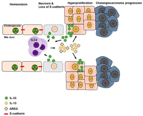 Ijms Special Issue Targeting Group 2 Innate Lymphoid Cells Ilc2 In Disease Central