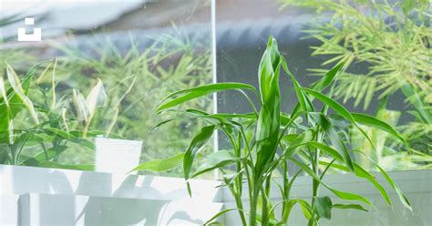 식물로 가득 찬 꽃병이 놓인 테이블 사진 Unsplash의 무료 식물 이미지