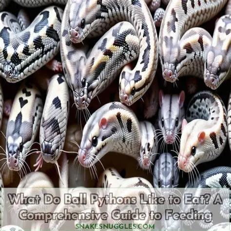 What Do Ball Pythons Like To Eat A Comprehensive Guide To Feeding