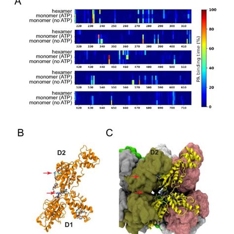 Structural Classification And Phylogenetic Reconstruction Of The Snare Structural Classification And Phylogenetic Reconstruction Of The Snare