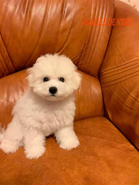 Бишон Фризе 🐕 питомник №1 Питомник бишонов Москва Щенки Агнелль Де Неж