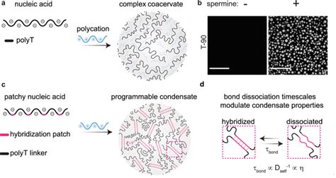序列编码的分子间碱基配对调节 Dna 和 Rna 凝聚物的流动性nature Communications X Mol