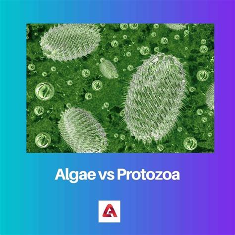 Algae Vs Protozoa Difference And Comparison