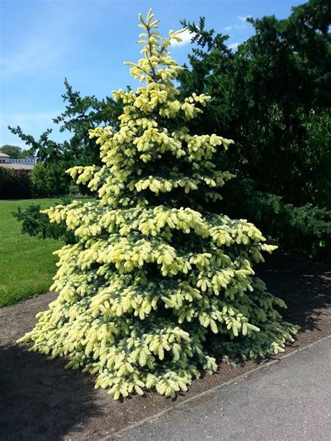 Golden Feathers Spruce Ornamental Trees Landscaping Garden Trees