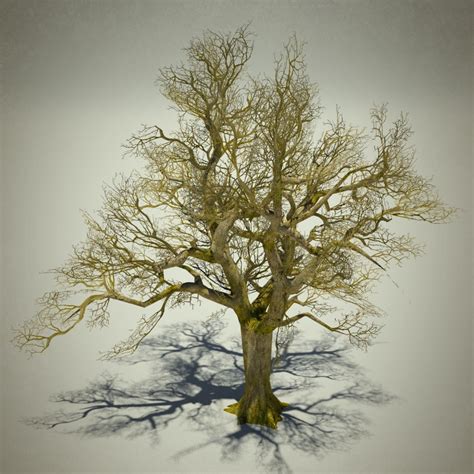 3d Real Time Lod Tree Oak Model