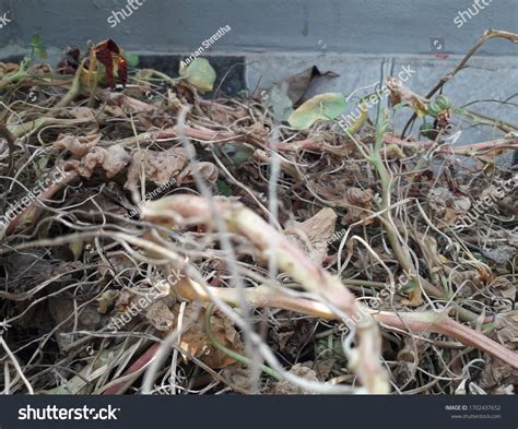 Tree Roots Above And Below White Outline Images Stock Photos Vectors Shutterstock