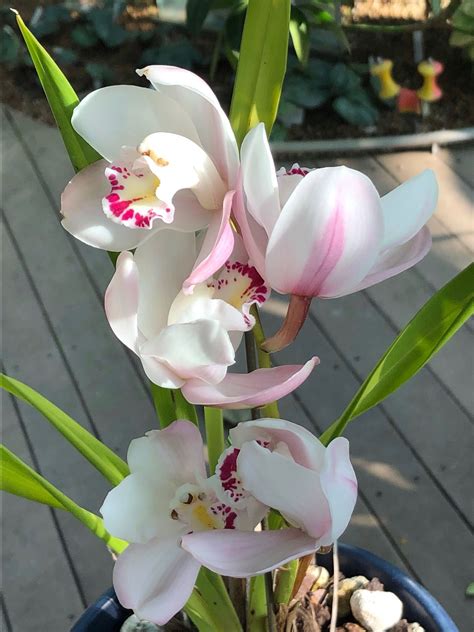 Dendrobium Violet Fizz Luna Happy Honey X Cassiope Z 21077 Dendrobium