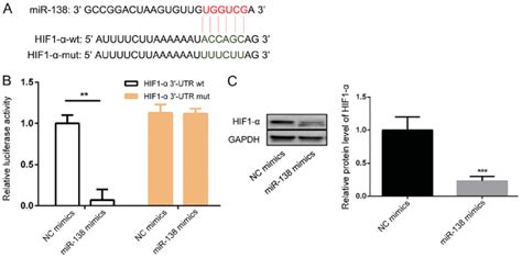 Mir 138 Directly Targeted The 3 Utr Of Hif1 α Mrna A Schematic