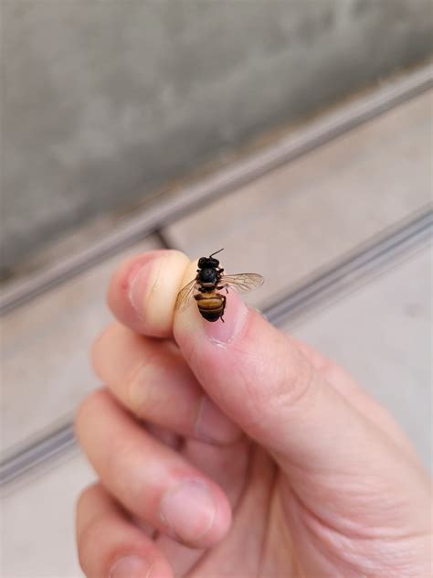 Honey Bees From 香港柴灣角 On April 18 2024 At 06 22 Pm By Nokbeetles · Inaturalist