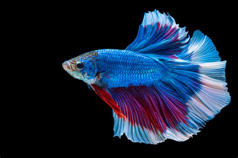 베타의 리듬은 고립 된 검은 배경을 통해 물고기 싸움 을 화려하게 복사 공간이있는 파란색과 빨간색 샴 베타 물고기의 아름다운 움직이는 순간 0명에 대한 스톡 사진 및 기타