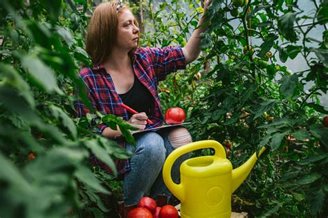 오렌지 머리를 가진 젊은 여성은 폴리 터널에서 토마토를 재배하고 정기적으로 과일을 모니터링하고 신선한 토마토를 선택합니다 유기농 토마토 제품 건강한 식품 국내 제품 30