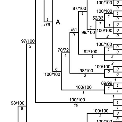 Combination Of The Consensus Tree Of 1000 Replicate Bootstraps Analysis