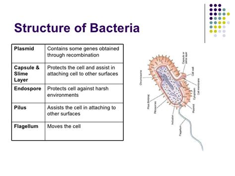 Plasmid Structure And Function