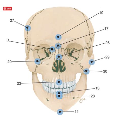 Osteo Week 2 Craniometric Points Anterior Diagram Diagram Quizlet Osteo Week 2 Craniometric Points Anterior Diagram Diagram Quizlet