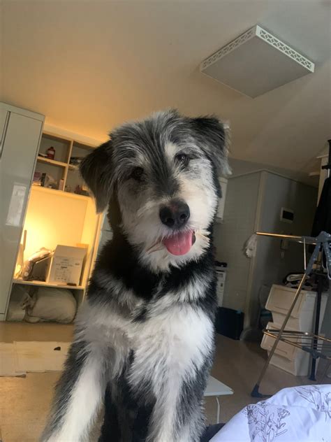 허스키스탠다드푸들믹스 하츠 강아지 책임무료분양 ♥분양완료 강아지•고양이입양 강아지보호소 고양이보호소 무료분양 아이조아보호소